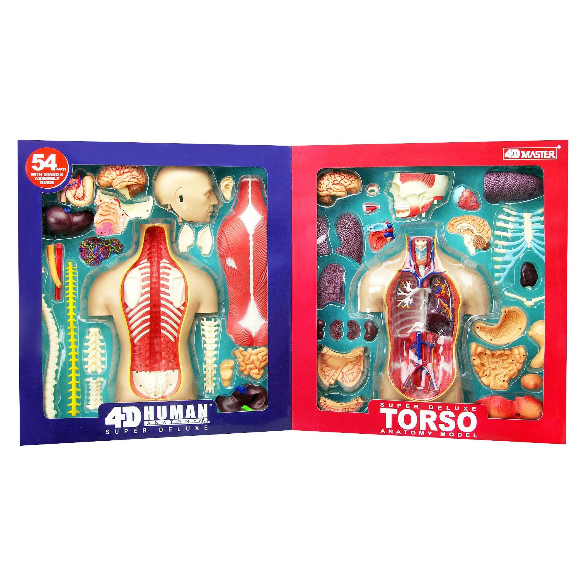 4D Vision Deluxe Human Anatomy Torso Model - Revivalcandy