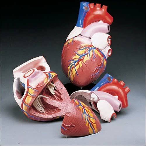 Anatomical Chart Budget Jumbo Heart Model - Revivalcandy