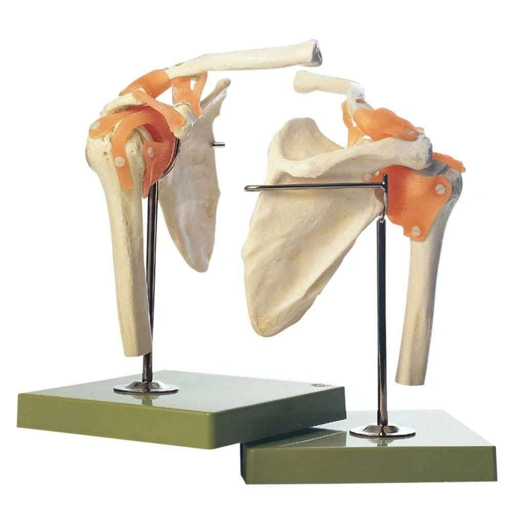 Anatomical Chart Company Functional Anatomical Shoulder Joint Model ...