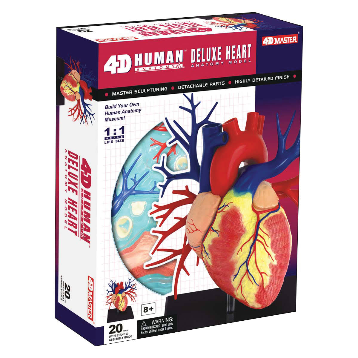 4D Human Anatomy Deluxe Heart Model - Ritoyou