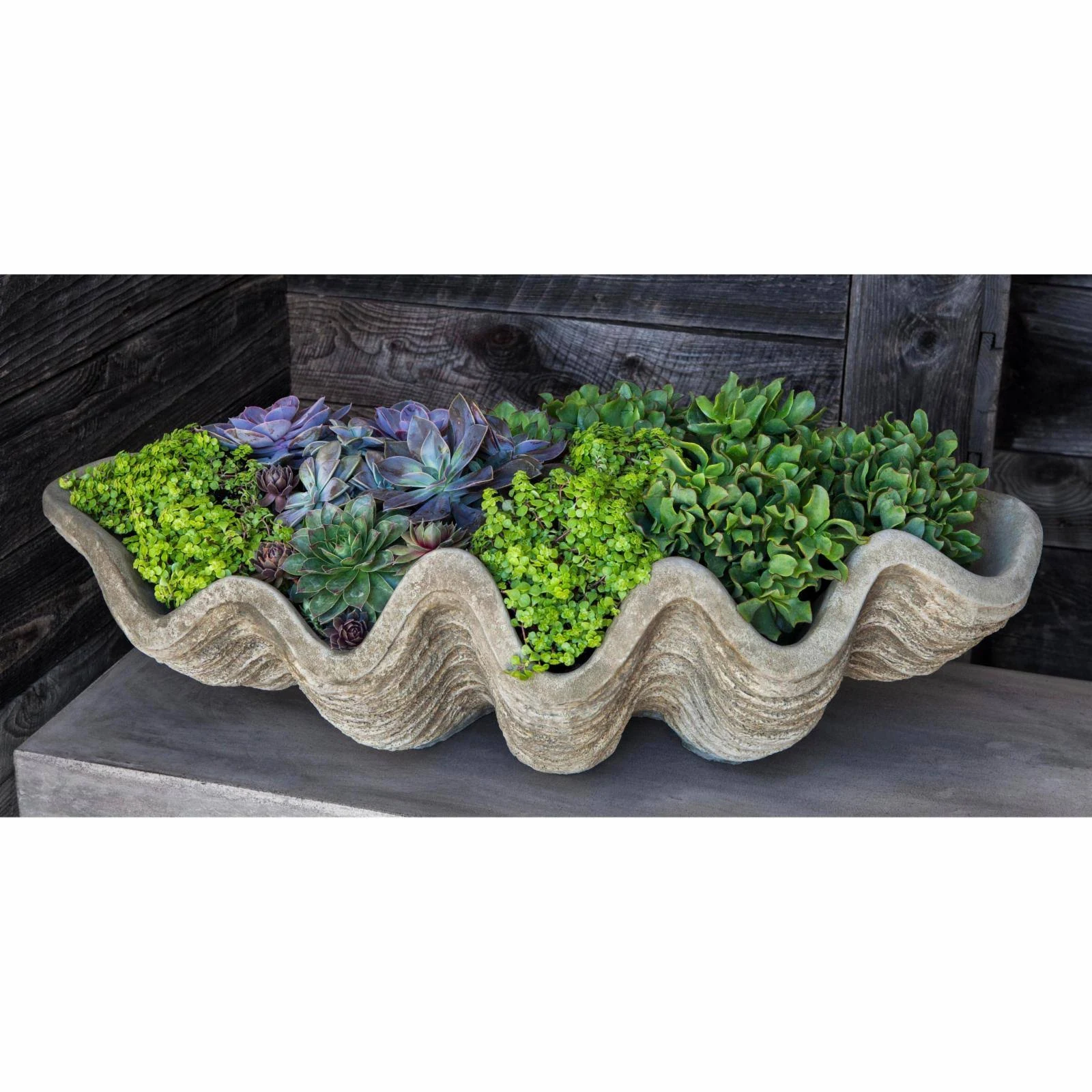 Campania International South Seas Shell Planter, Large, Travertine ...