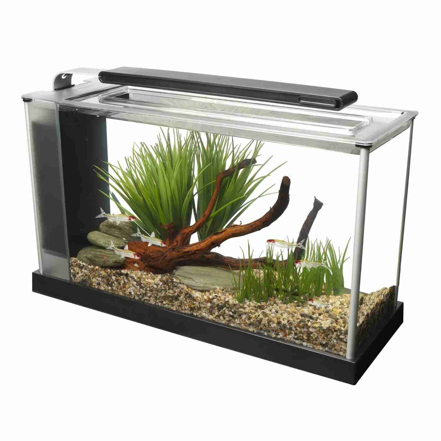 Fluval Spec V Aquarium Kit, Black, 5 gal - Ritoyou