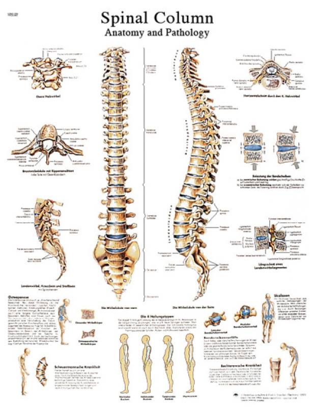 FEI Anatomical Sticky Back Chart - Spinal Column - Ritoyou