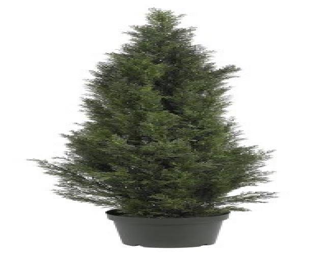 Nearly Natural 5291 5ft. Mini Cedar Pine Tree (Indoor/Outdoor) - Ritoyou